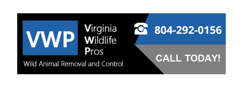 How to Identify a Mouse Infestation in Your Home | Richmond Virginia ...