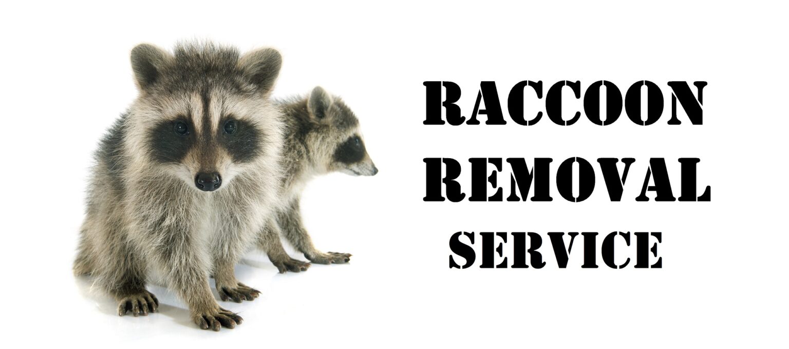 How to Choose the Right Company for Raccoon Removal Services | Richmond ...