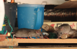 How to Identify a Mouse Infestation in Your Home | Richmond Virginia ...