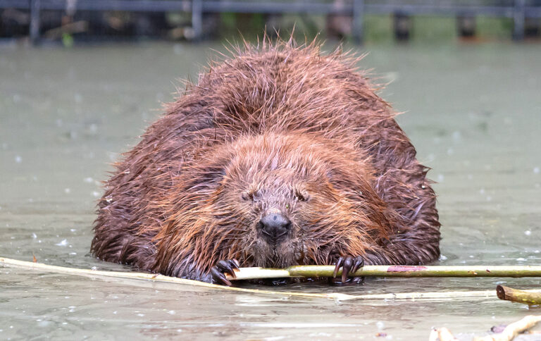 8 Tips for Successful Beaver Management | Richmond Virginia Wildlife ...