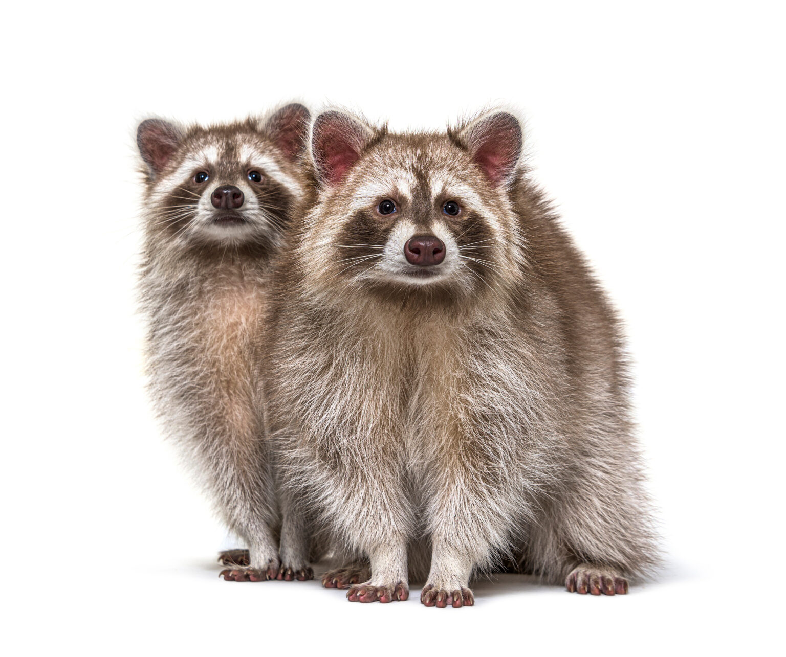 Natural Solutions for Keeping Raccoons Away from Homes | Richmond ...