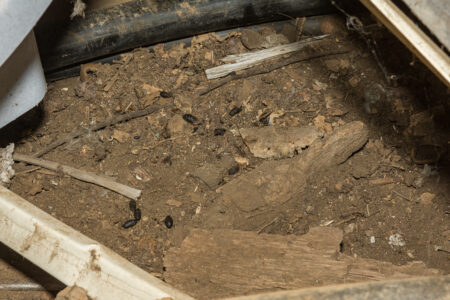 Common Signs of a Rat Infestation in Your House | Richmond Virginia ...