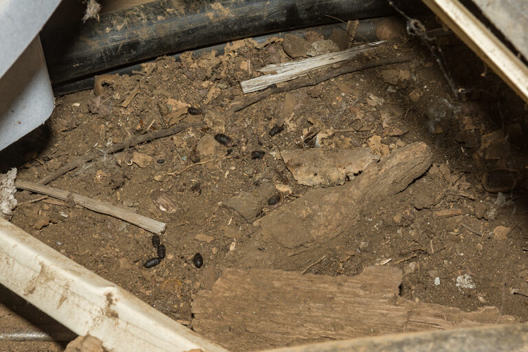 Common Signs of a Rat Infestation in Your House | Richmond Virginia ...