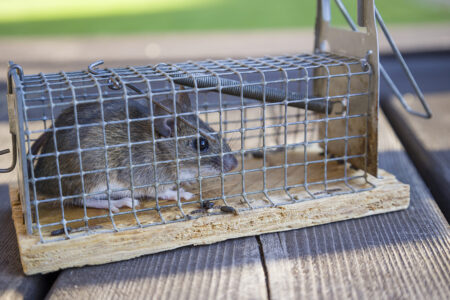 Understanding Rodents: How to Prevent an Infestation | Richmond ...