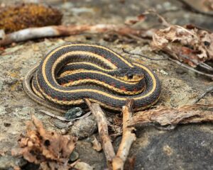 A Comprehensive Guide to Snake Control in Virginia | Richmond Virginia ...