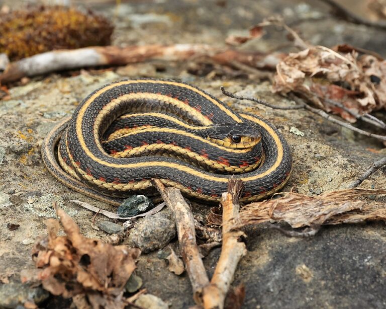 A Comprehensive Guide to Snake Control in Virginia | Richmond Virginia ...