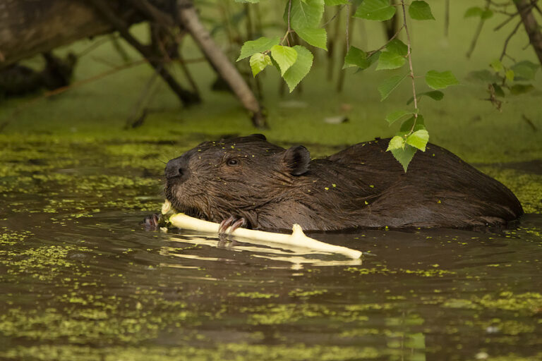 The Best Practices for Beaver Control: A Comprehensive Guide | Richmond ...
