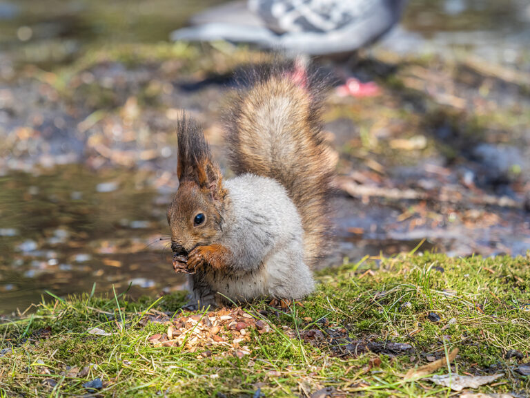 The Squirrel Diet: What These Critters Eat and Why It Matters ...