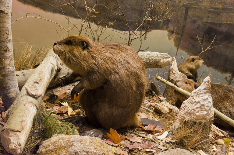 Beaver Conservation: Why Their Survival is Key to Our Ecosystem ...