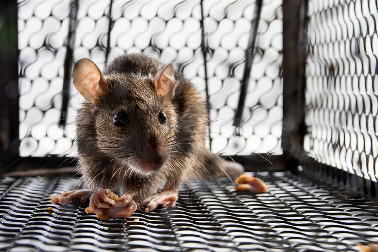 The Ultimate Guide to Rodent Control for Virginia Homeowners | Richmond ...