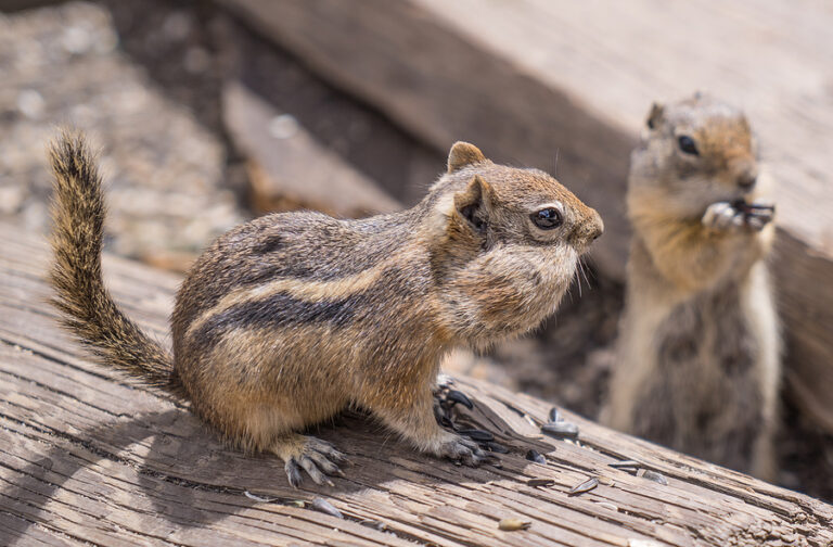 Cute but Catastrophic: Dealing with Chipmunk Infestations | Richmond ...