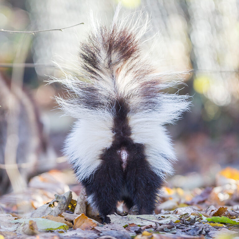 Nuisance Skunks: What Is the Deal with Skunk Spray? | Richmond Virginia ...
