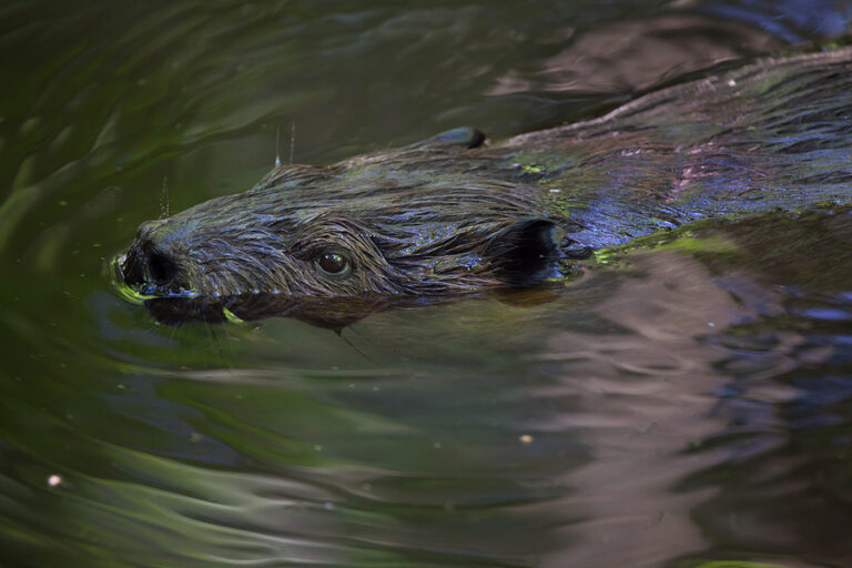 Beavers Begone: Strategies for Safe and Effective Beaver Removal ...