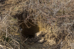 What’s Digging in Your Yard? A Guide to Animal Burrows | Richmond ...