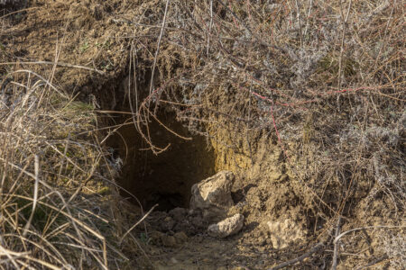 What’s Digging in Your Yard? A Guide to Animal Burrows | Richmond ...